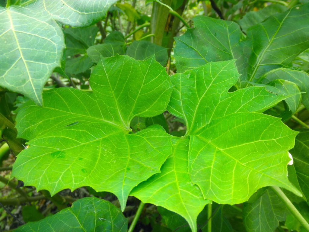 La chaya, una planta con amplios beneficios nutricionales | Revista es ...