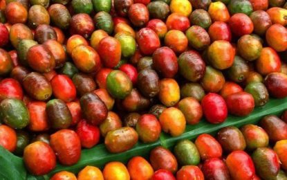 Revista es, Ejercicio y Salud – frutas